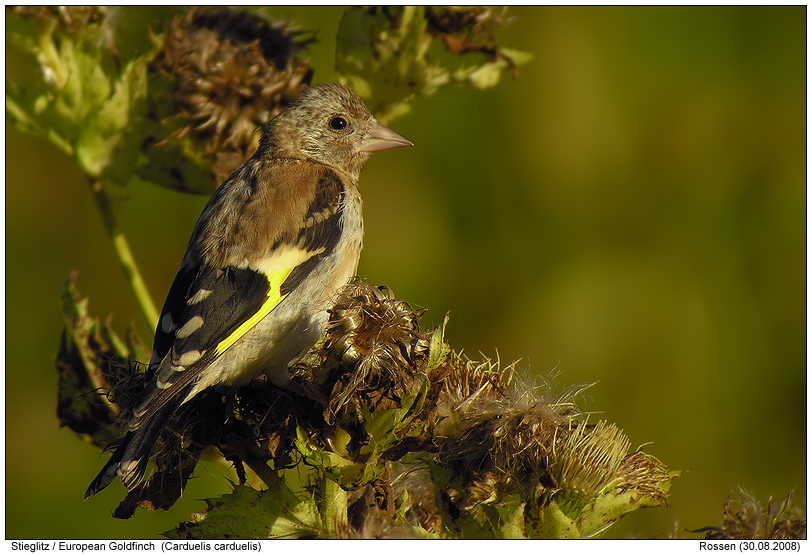 Songbird-Photos - Digital-Nature-Photography - Photo Songbird images ...